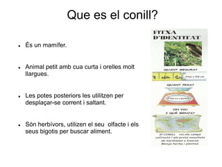 El conill | PPT