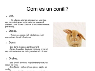 El conill | PPT