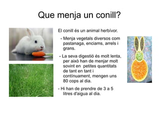 El conill | PPT