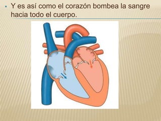 El corazón | PPTX