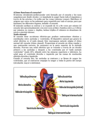 El corazón | DOCX