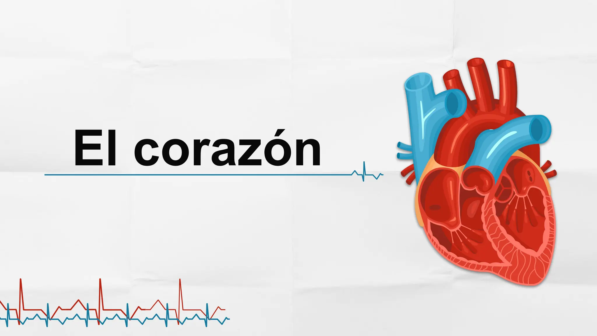 El corazón (generalidades sobre la anatomía del corazón) | PDF