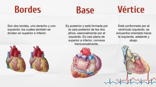 El corazón (generalidades sobre la anatomía del corazón) | PDF