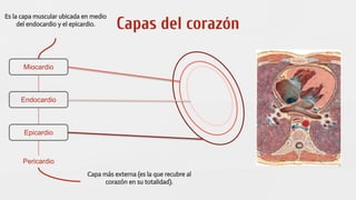 El corazón (generalidades sobre la anatomía del corazón) | PDF
