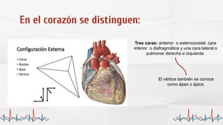 El corazón (generalidades sobre la anatomía del corazón) | PDF