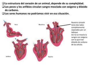 EL CORAZÓN, CAVIDADES Y vÁLVULAS DEL CORAZÓN HUMANO | PPTX