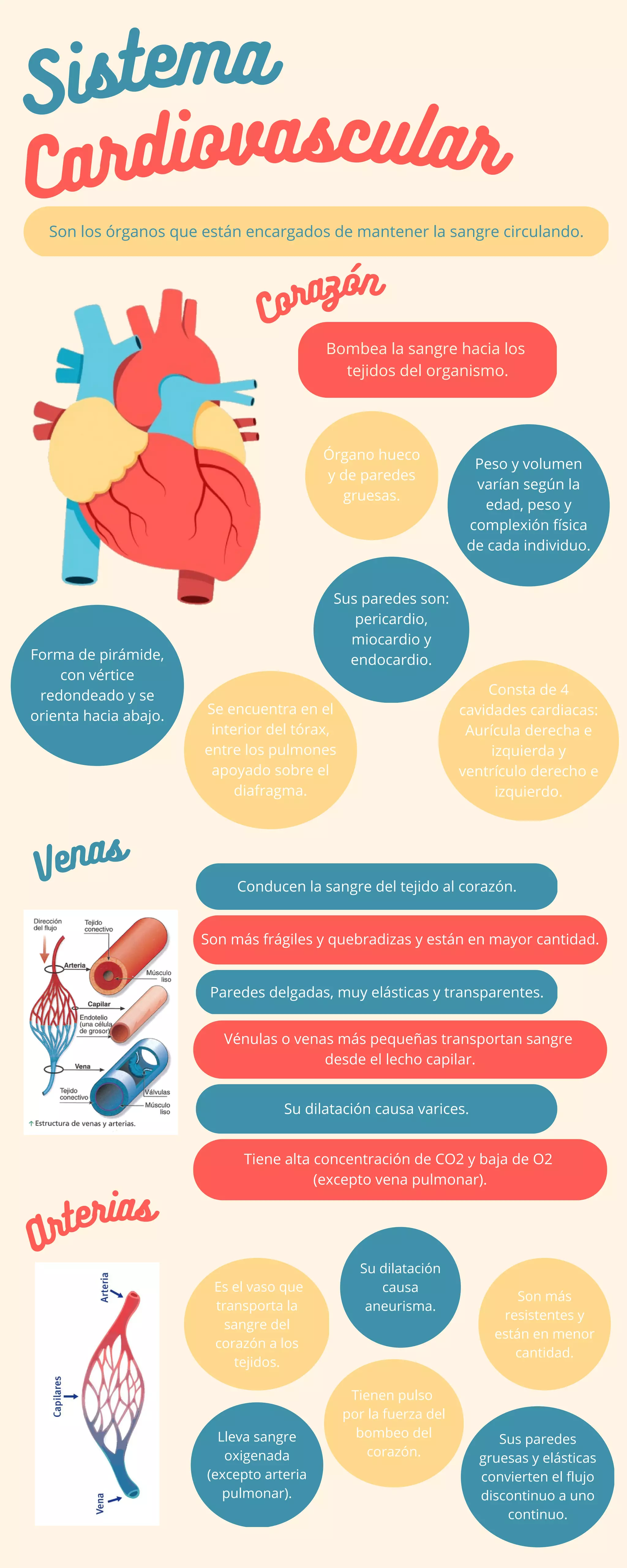 El Sistema Cardiovascular | PDF
