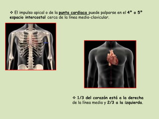 El corazon | PPTX