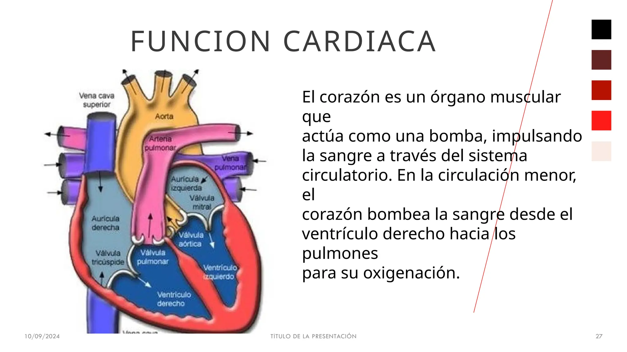 el corazon y sus funciones.escuela enfermeria | PPTX