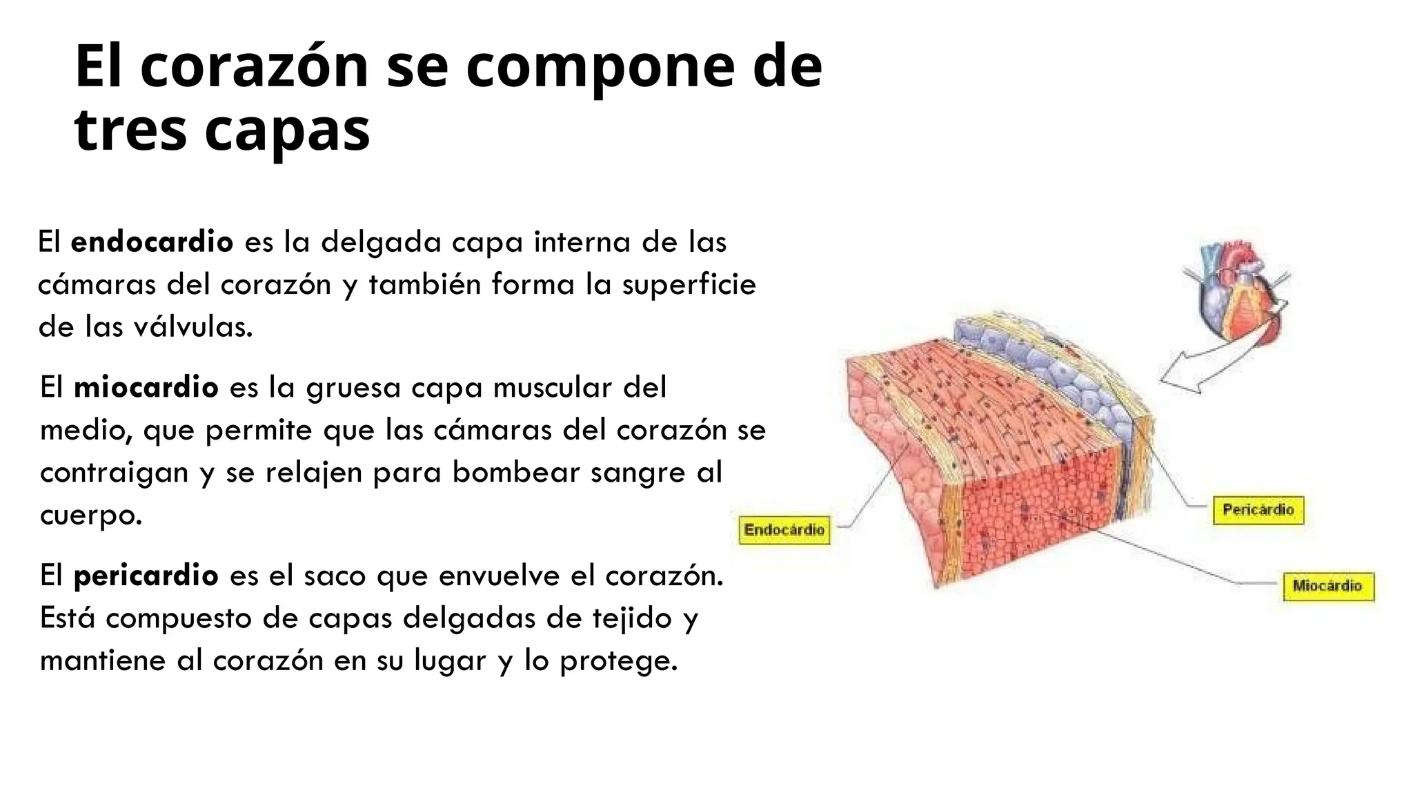 el corazon y sus funciones.escuela enfermeria | PPTX