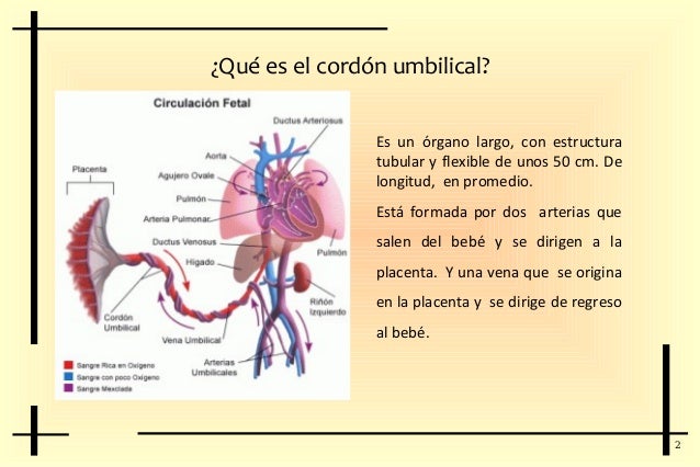Importancia Del Cordón Umbilical 