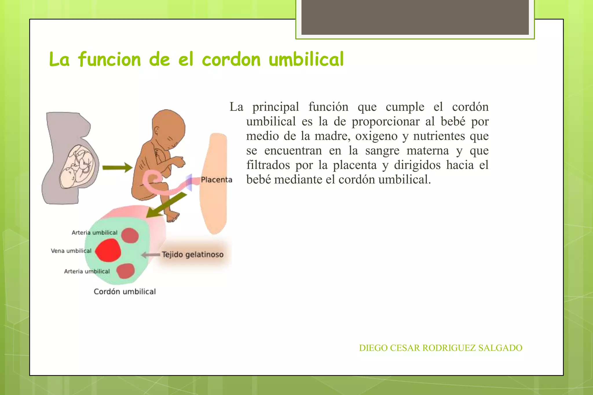 El cordon umbilical presentación diego | PPT