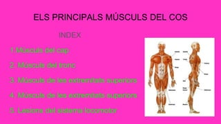El cos humà aparell locomotor | PPTX
