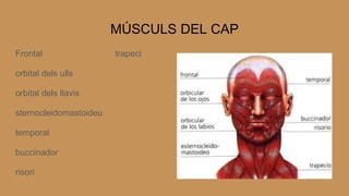 El cos humà aparell locomotor | PPTX