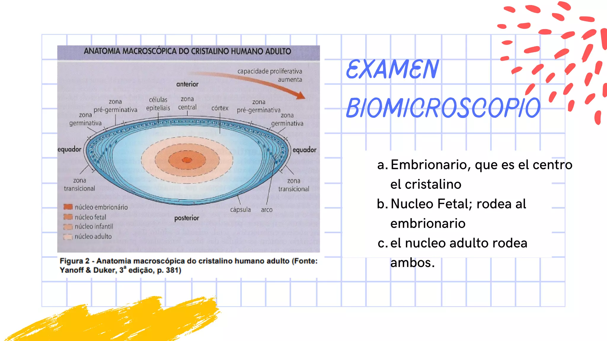 el cristalino y sus alteraciones patológicas #1.pdf