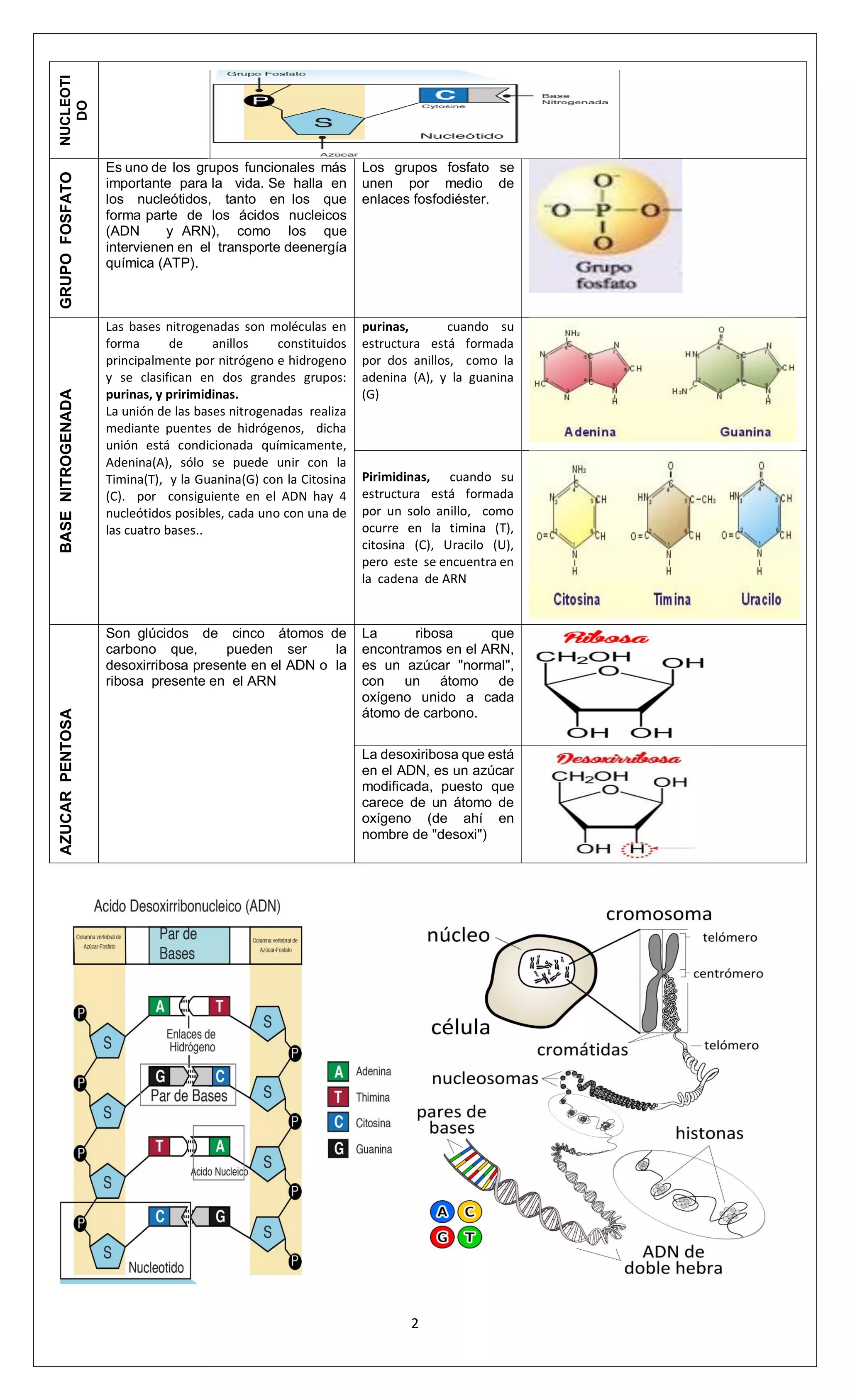 El cromosoma y adn arn | PDF