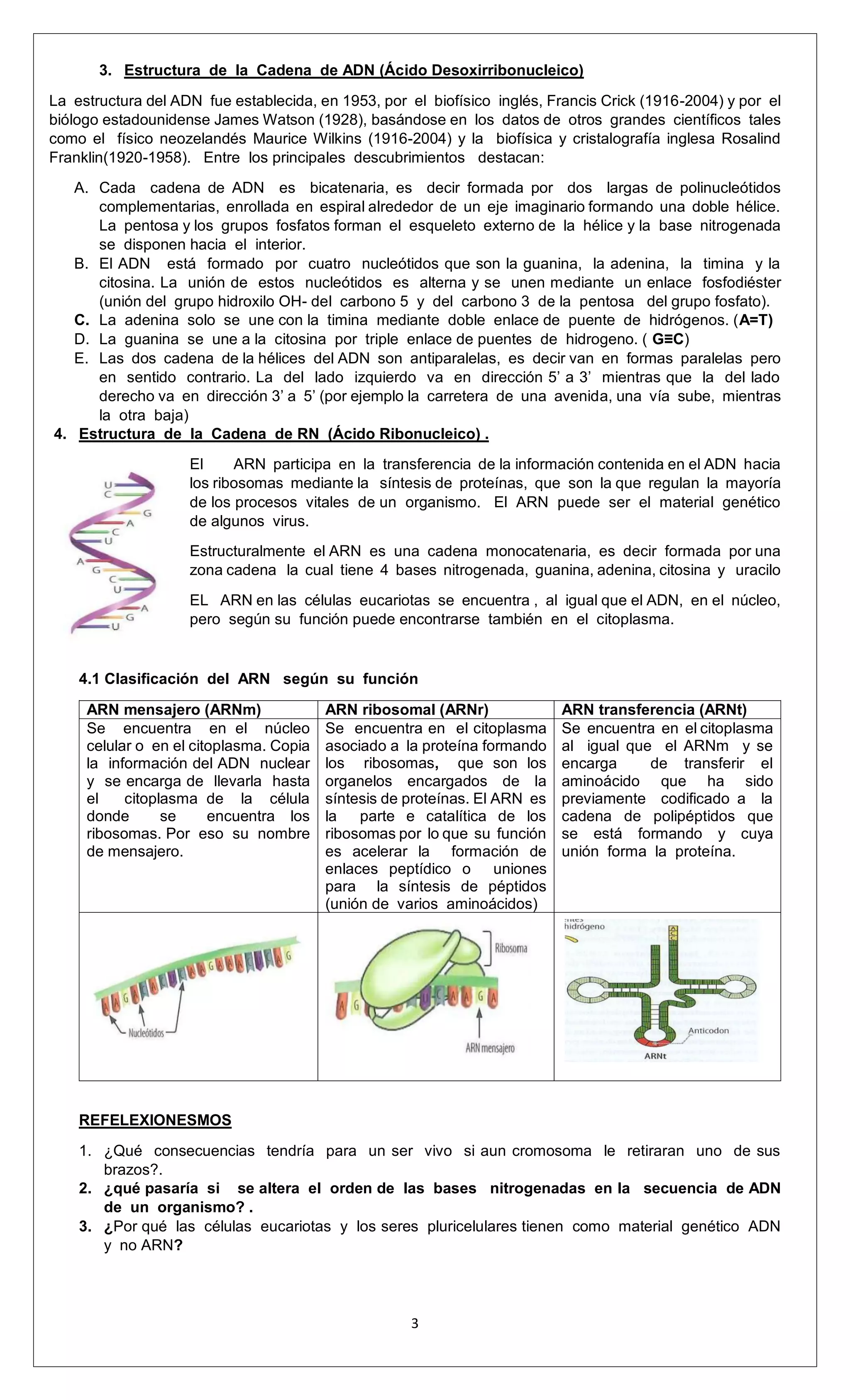 El cromosoma y adn arn | PDF