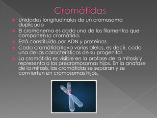 El cromosoma y su estructura biologia | PPTX