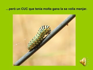 El cuc i el caragol | PPT