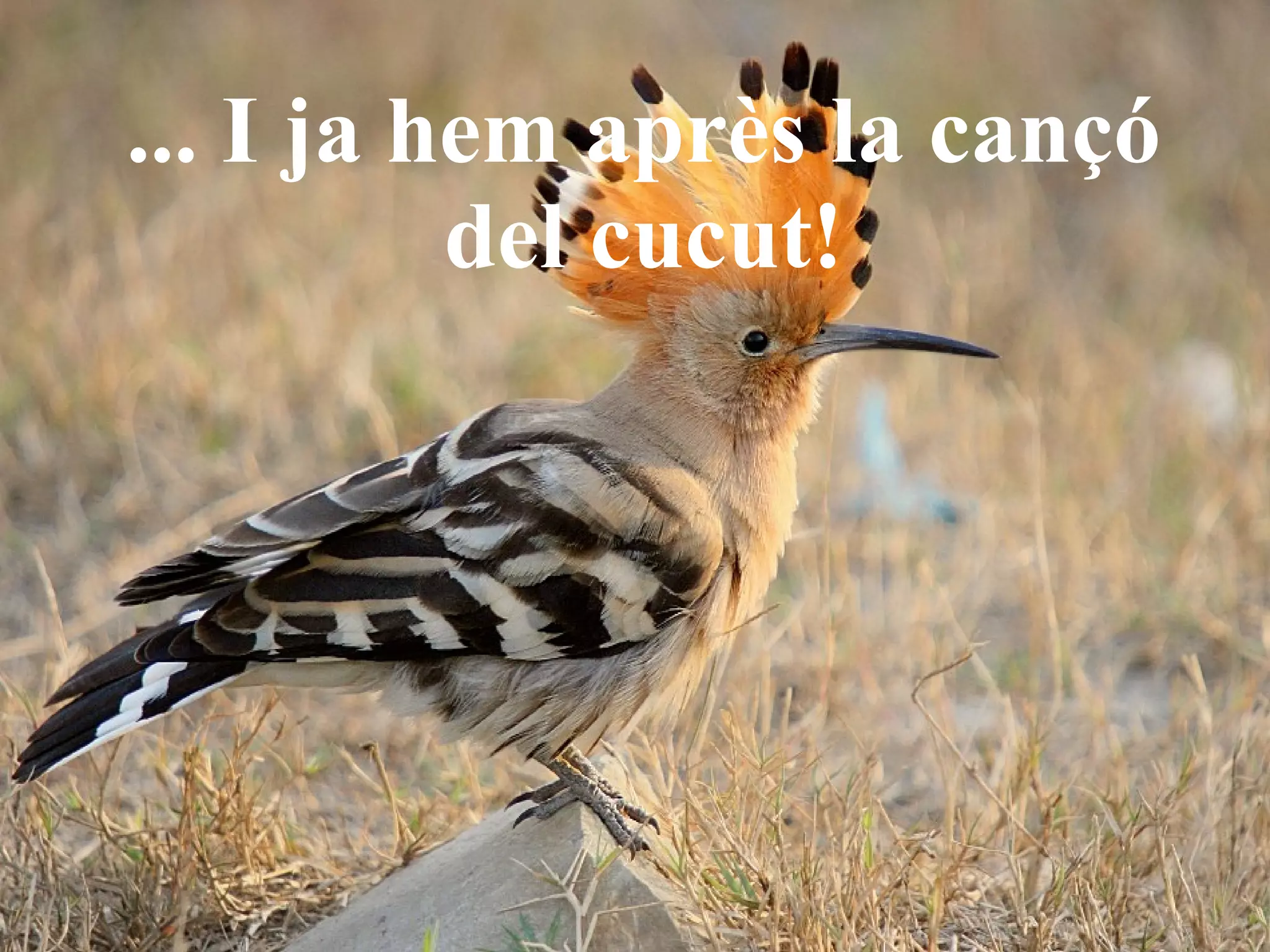 El cucut (PPT) | PPT