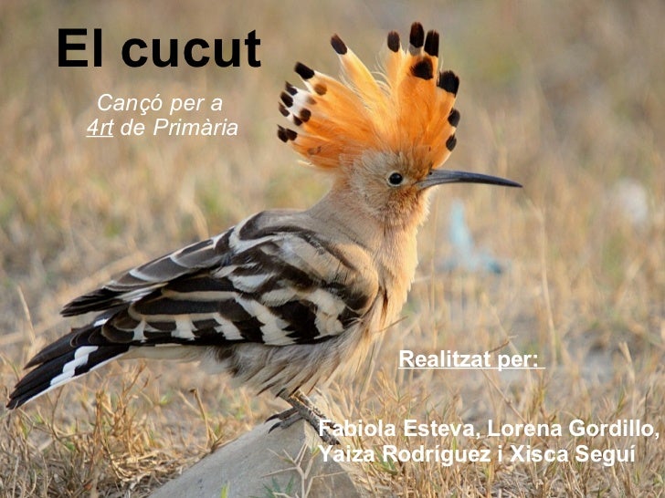 El cucut (PPT)