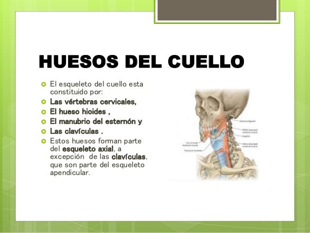 El cuello