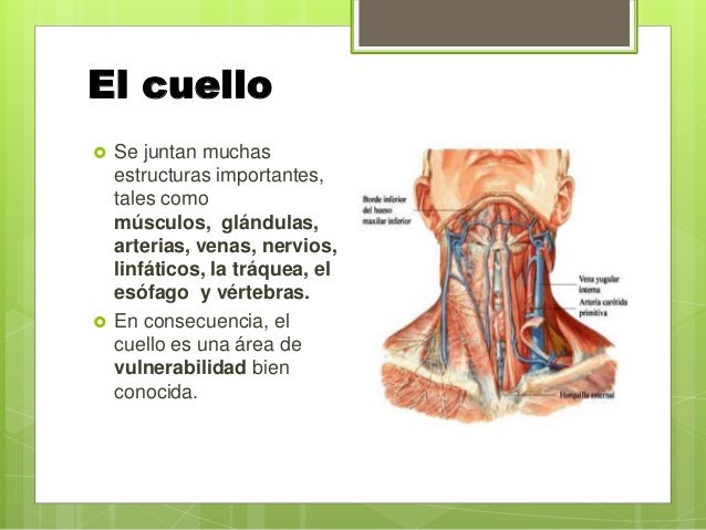 El cuello