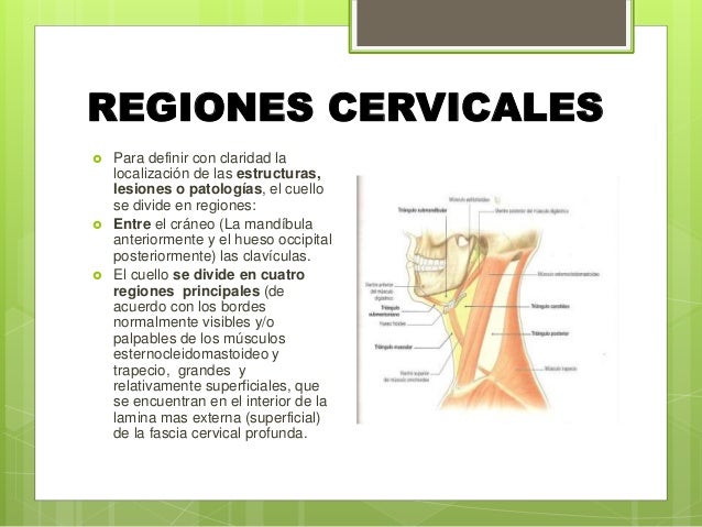 El cuello