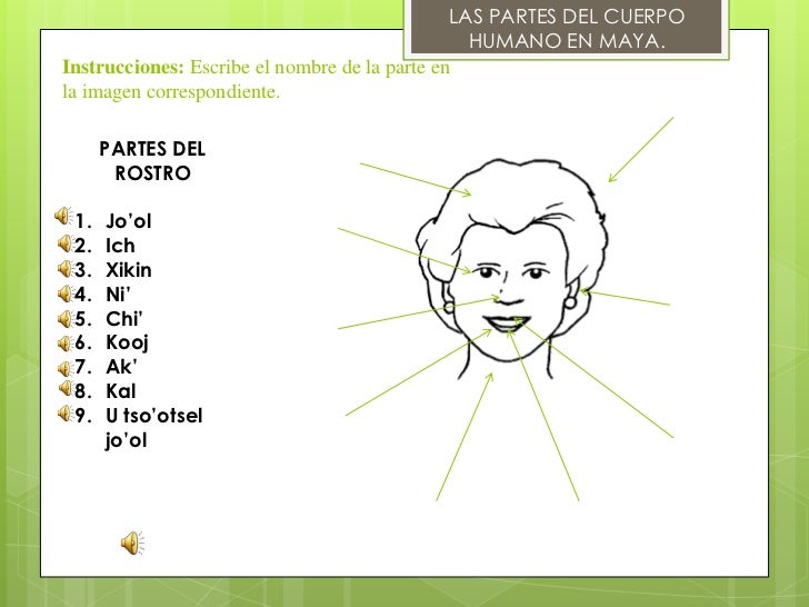 Nombre de las partes del rostro humano - Imagui