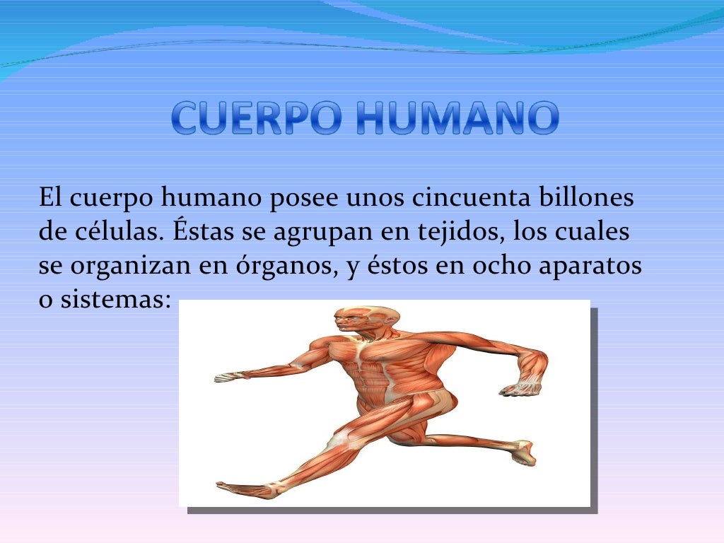 El cuerpo humano 1