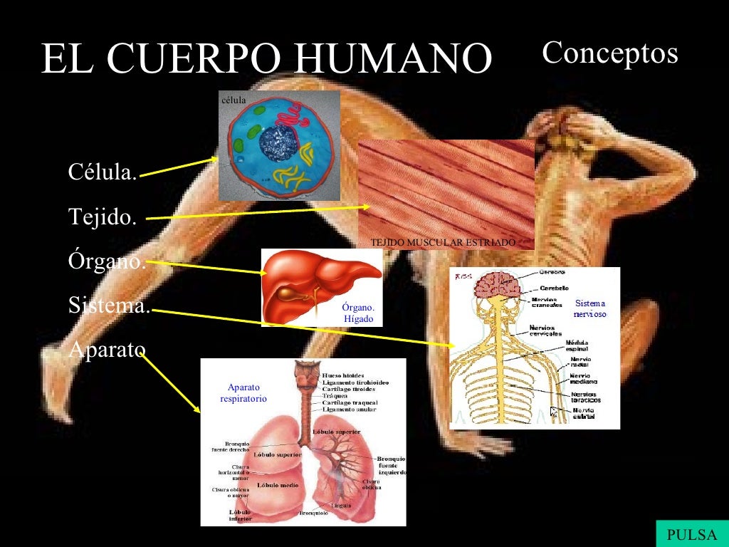 El cuerpo humano