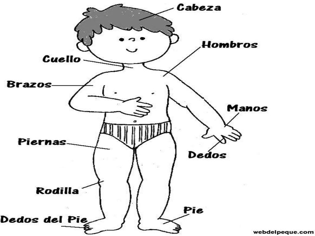 Dibujo Para Colorear Cuerpo Humano Y Sus Partes Kulturaupice