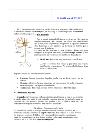 EL SISTEMA NERVIOSO | DOC
