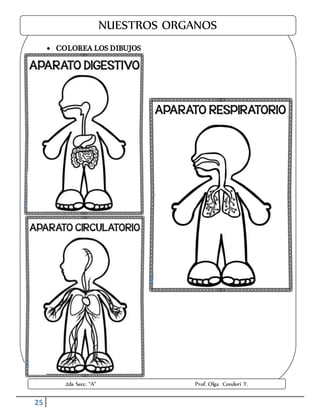 El cuerpo para pintar | PDF