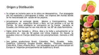 El Cultivo de Guayaba.pdf