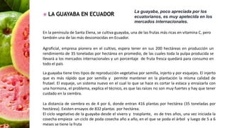 El Cultivo de Guayaba.pdf