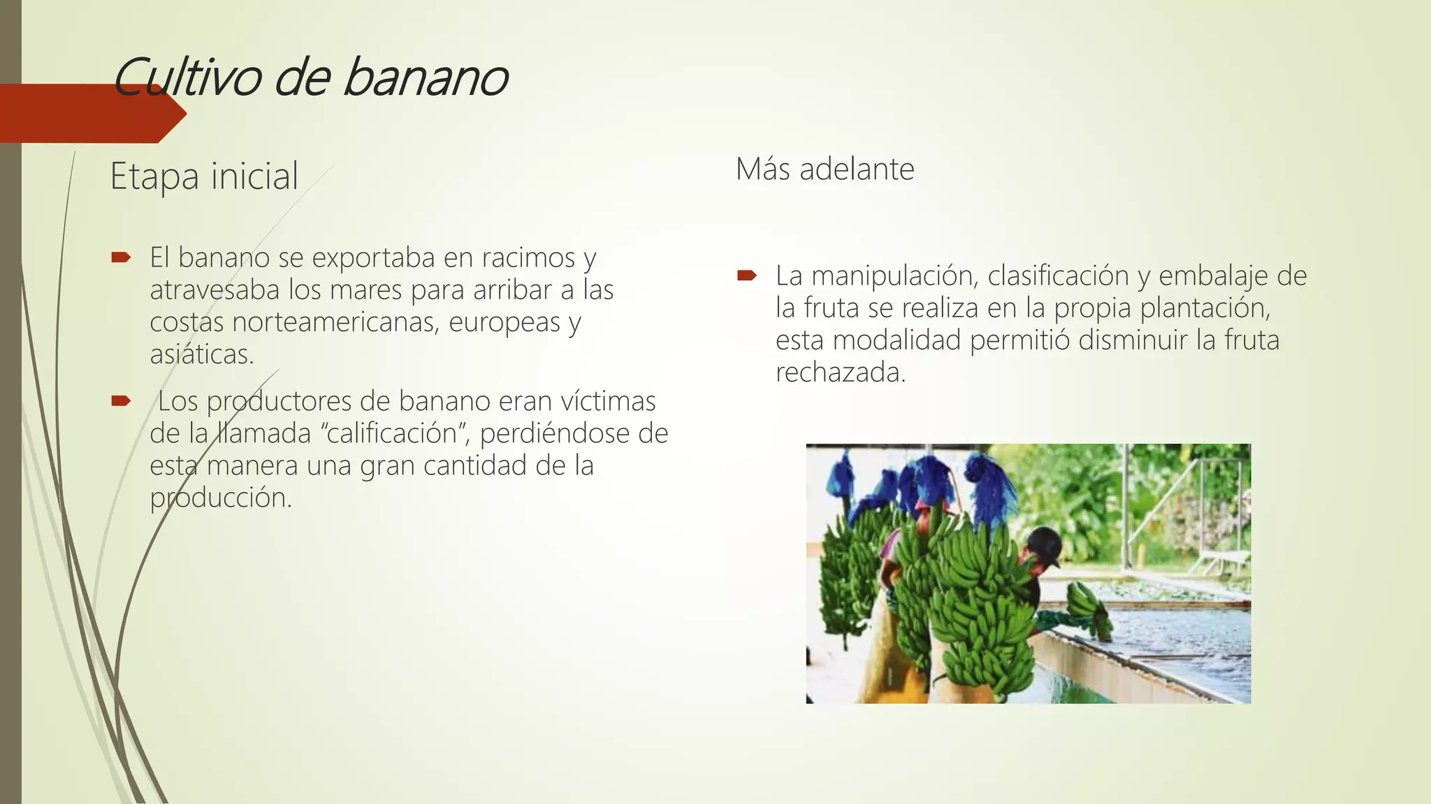 El cultivo del banano Ecuador | PPTX