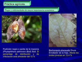 El cultivo del cacao en cuba | PPT