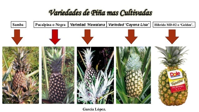 El Cultivo de Piña Honduras