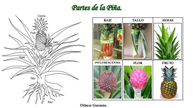 El Cultivo de Piña Honduras