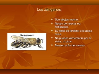 El curioso mundo de las abejas | PPT