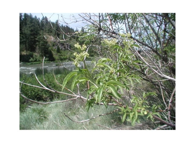 Elderberry | PPT