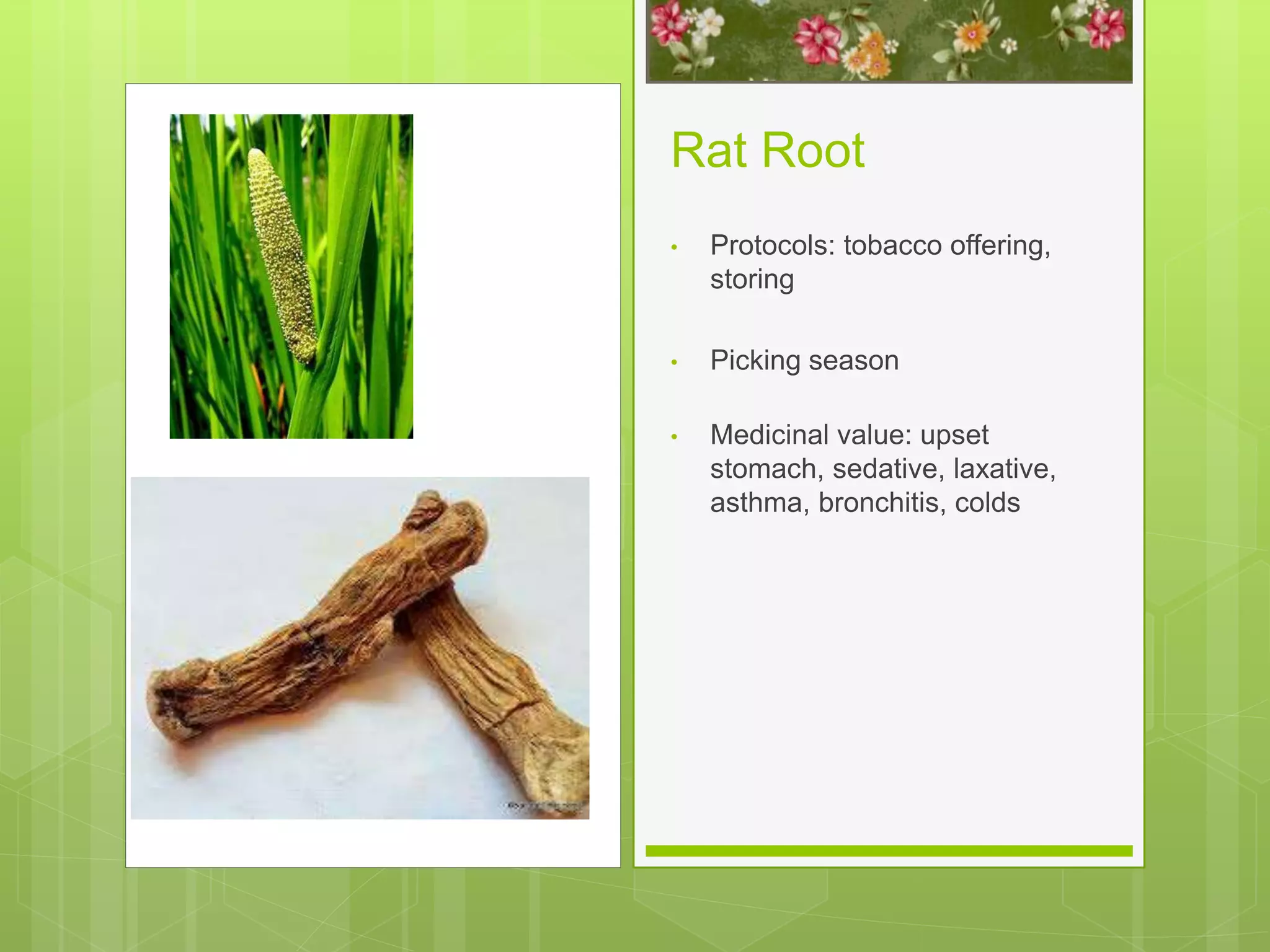 Medicine Plants - Medicinal Ceremony | PPTX