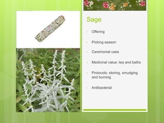 Medicine Plants - Medicinal Ceremony | PPTX