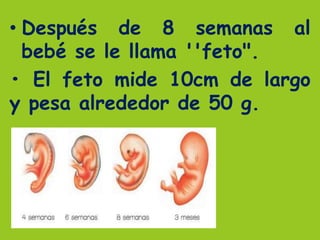El desarrollo del feto | PPTX