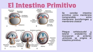 EL DESARROLLO DEL SISTEMA DIGESTIVO - GRUPO 1 .pdf