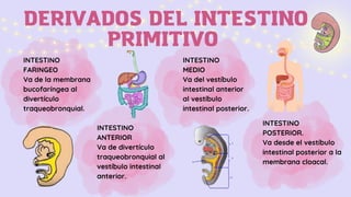 EL DESARROLLO DEL SISTEMA DIGESTIVO - GRUPO 1 .pdf