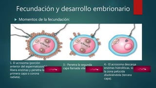 El desarrollo embrionario | PPTX