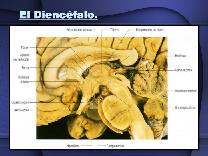 El diencéfalo 2011