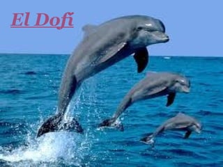 El dofi | PPT